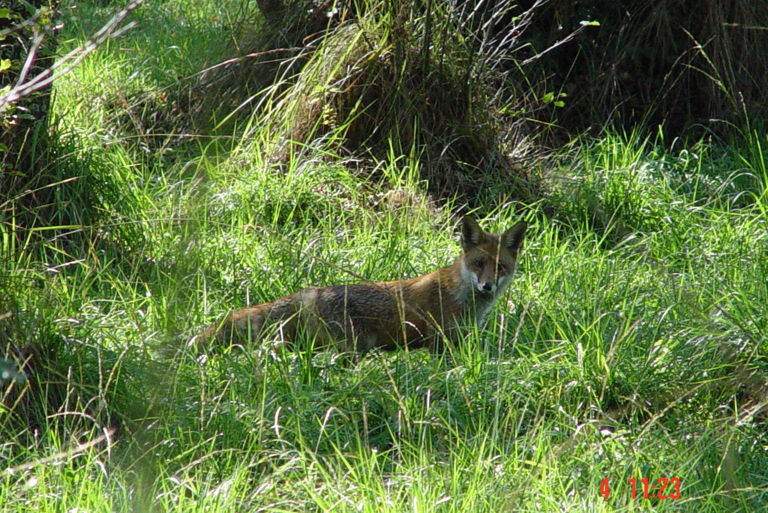 Raposa - Mesa dos 4 Abades